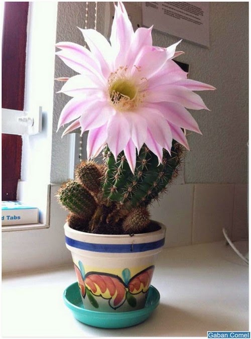 Bunga Kaktus Ini Berbunga Sekali Setahun - Gaban Comel