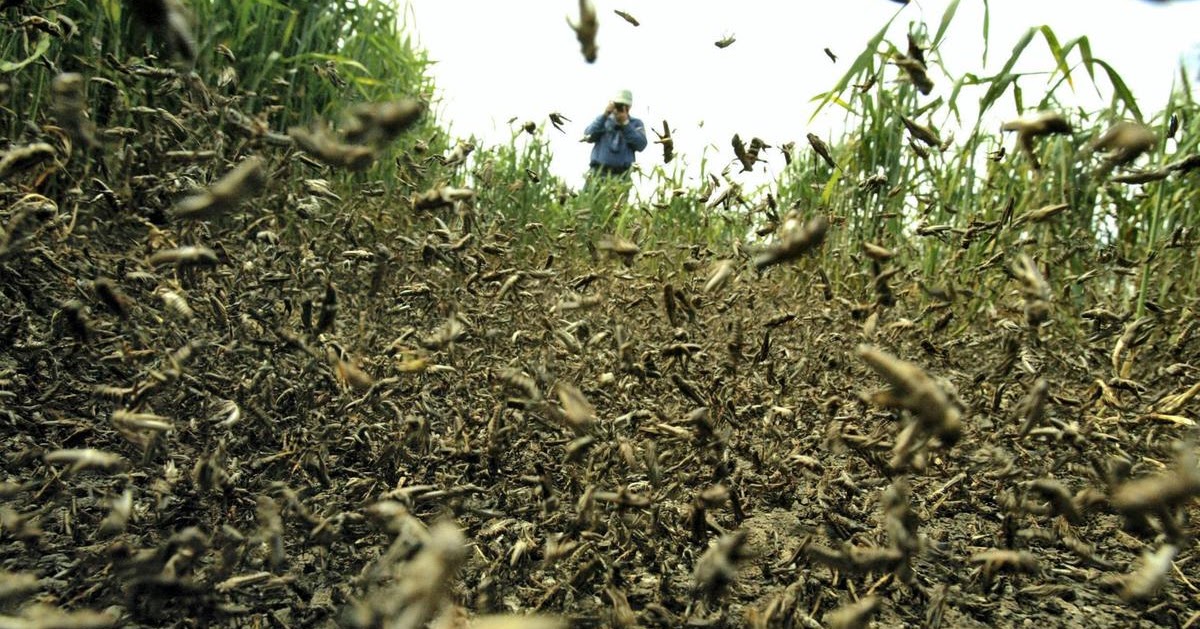 Sciency Thoughts: Plagues of Locusts from Sudan and Eritrea threatens ...
