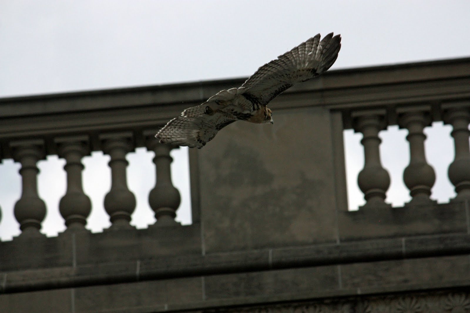 Hawkwatch at the Franklin Institute: Another eyass fledges... and a ...