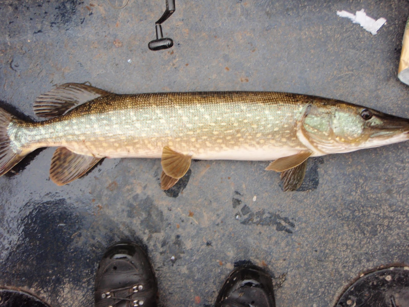 Scottish Fishing Guide: 10lb Pike Loch Lomond