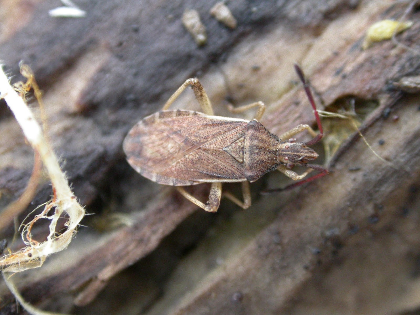 The Lyons Share: First record of rare shield bug for East Sussex!