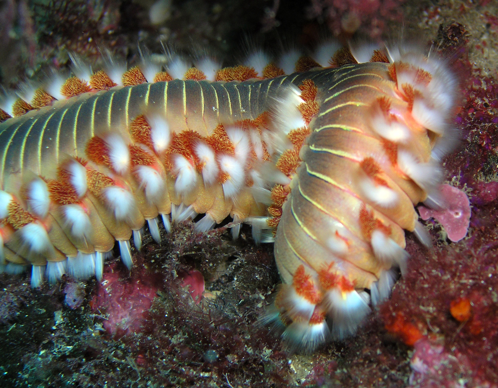 Real Monstrosities: Bearded Fireworm