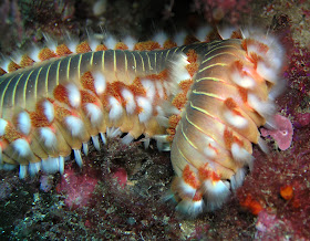 Real Monstrosities: Bearded Fireworm