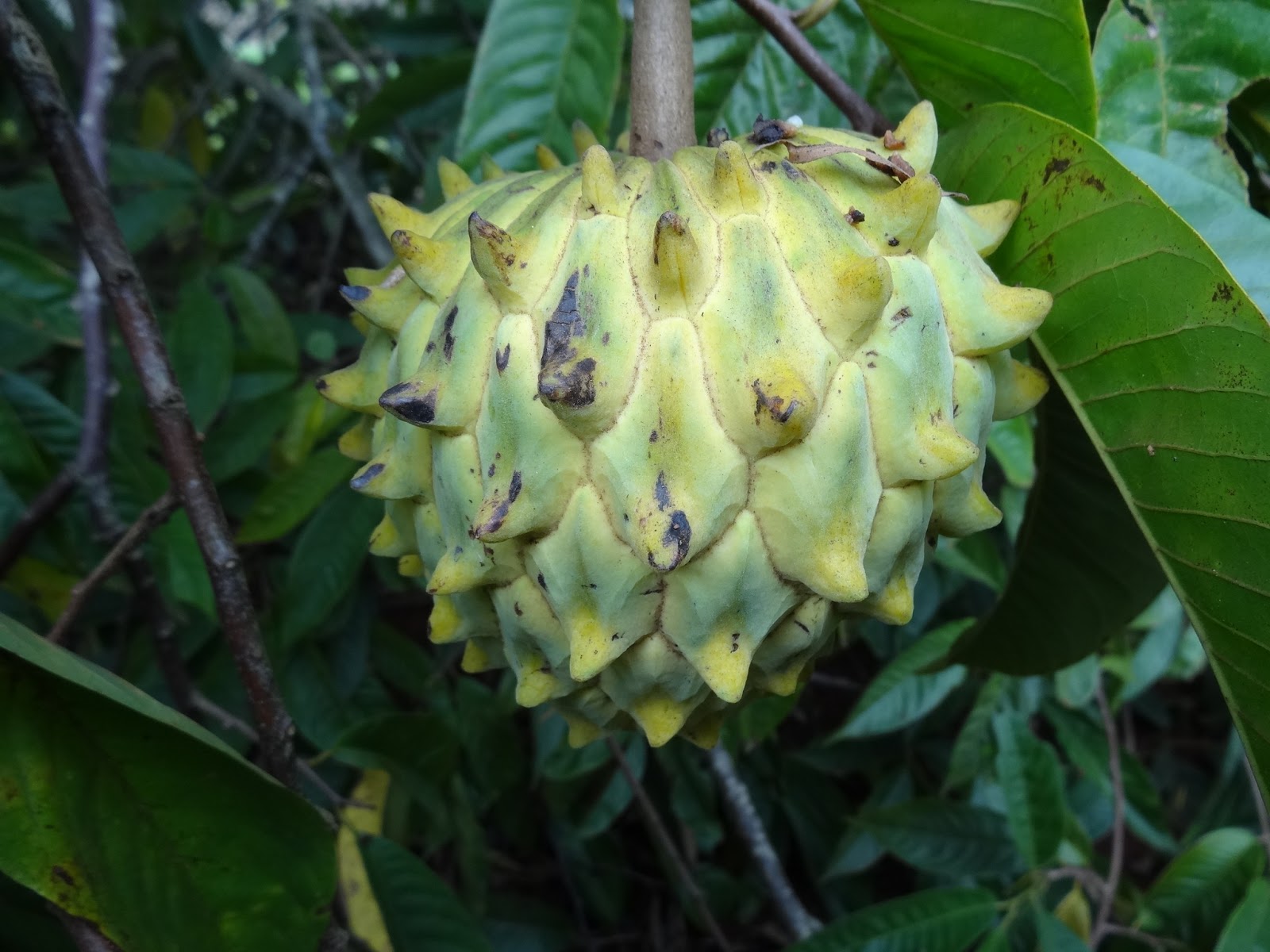 QUINTAIS IMORTAIS: Anonáceas