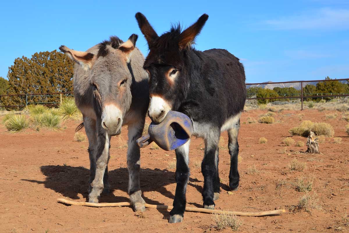 The 7MSN Ranch: Highlights from The Super Burro Bowl