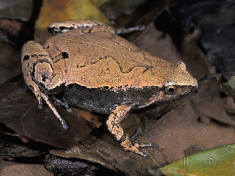 Berkenalan dengan Famili Microhylidae Katak - EDUBIO