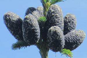 Northwest Conifer Connections: Pacific Silver Fir