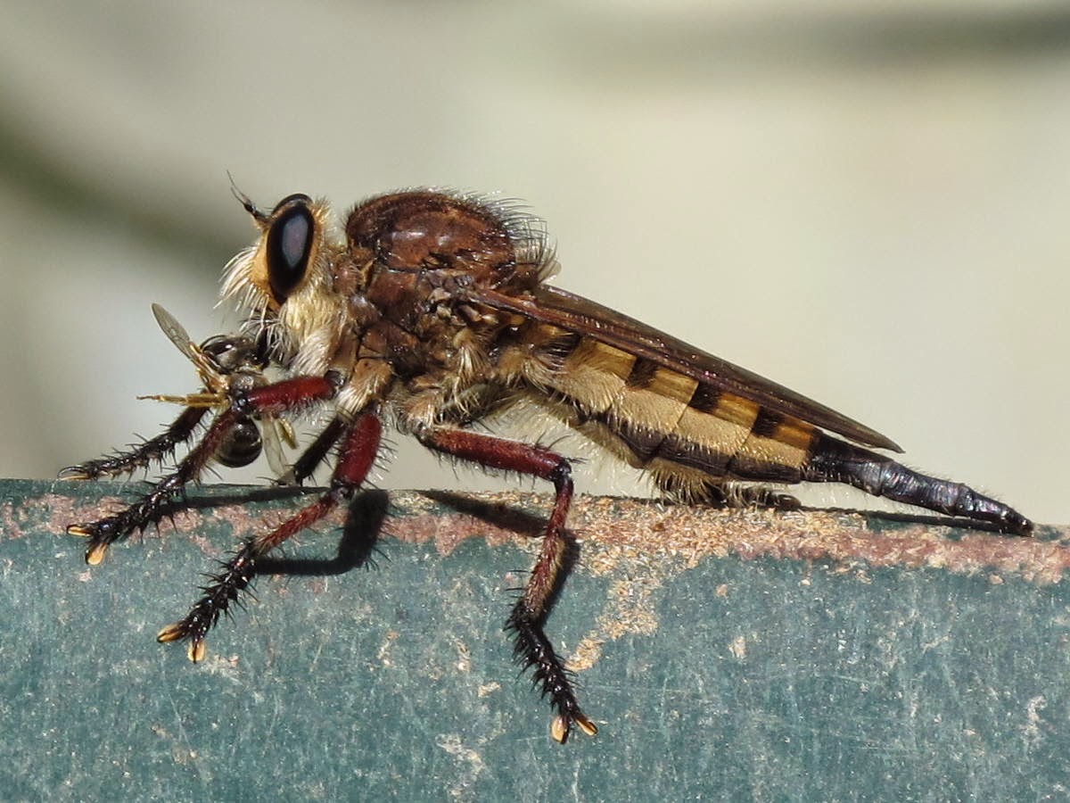 Blue Jay Barrens: Robber Flies