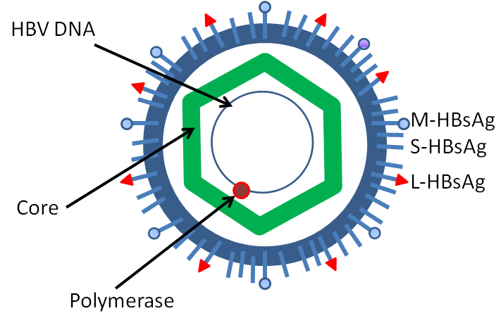 Virologyonline: virus pictures HPV HBV HSV hepadna viruses