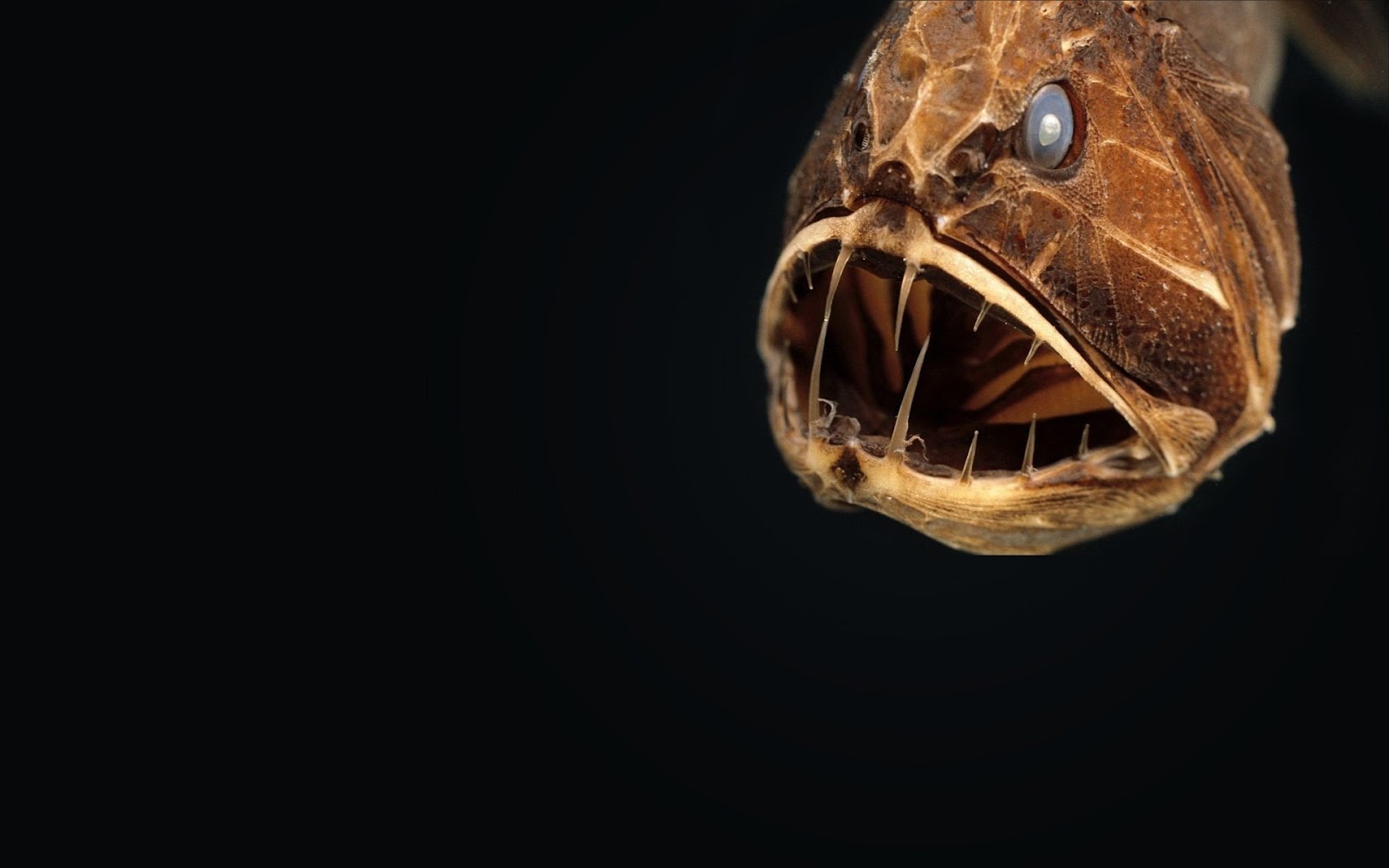 ANGLERFISH photos - wallpapers (ανανεωμένο) | the fun bank