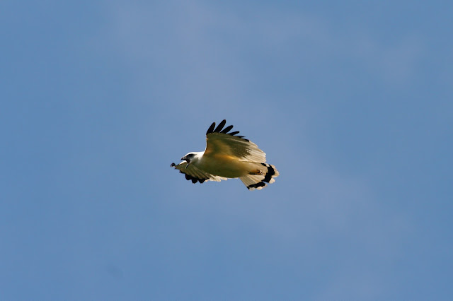 Boom Chachalaca: The Why of Fly - The Origin and Evolution of Flight in ...