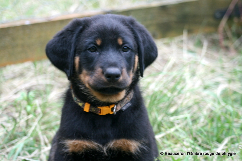 Beauceron, chiots beaucerons, Eleveur landes 40120 : Chiots beauceron ...