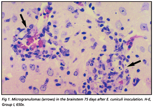 Encephalitozoon cuniculi