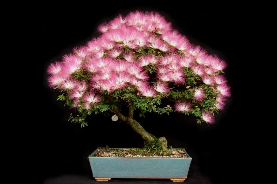 Jardim Tupiniquim: Caliandra (Calliandra brevipes/selloi)