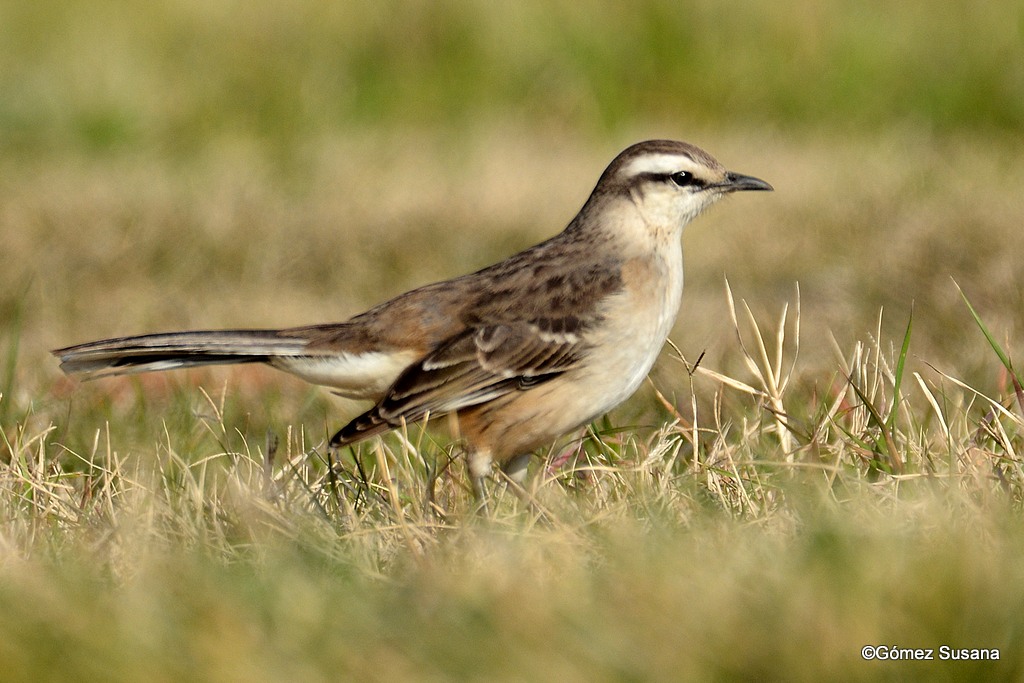 Aves de Lobería.: Calandria Grande (Mimus saturninus)