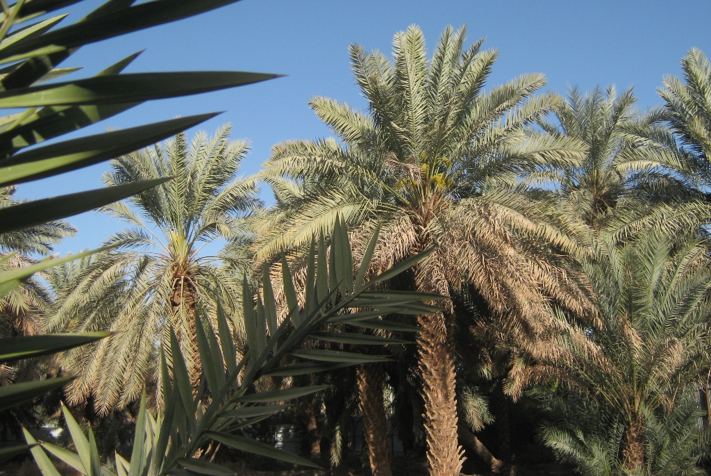 Sekadar suka-suka: Ziarah luar Madinah