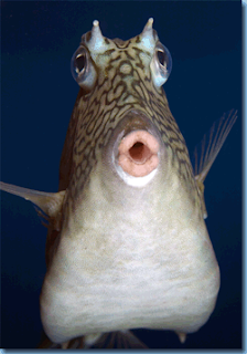 FUNNY PHOTO GALLERY: Funny Fish Photos
