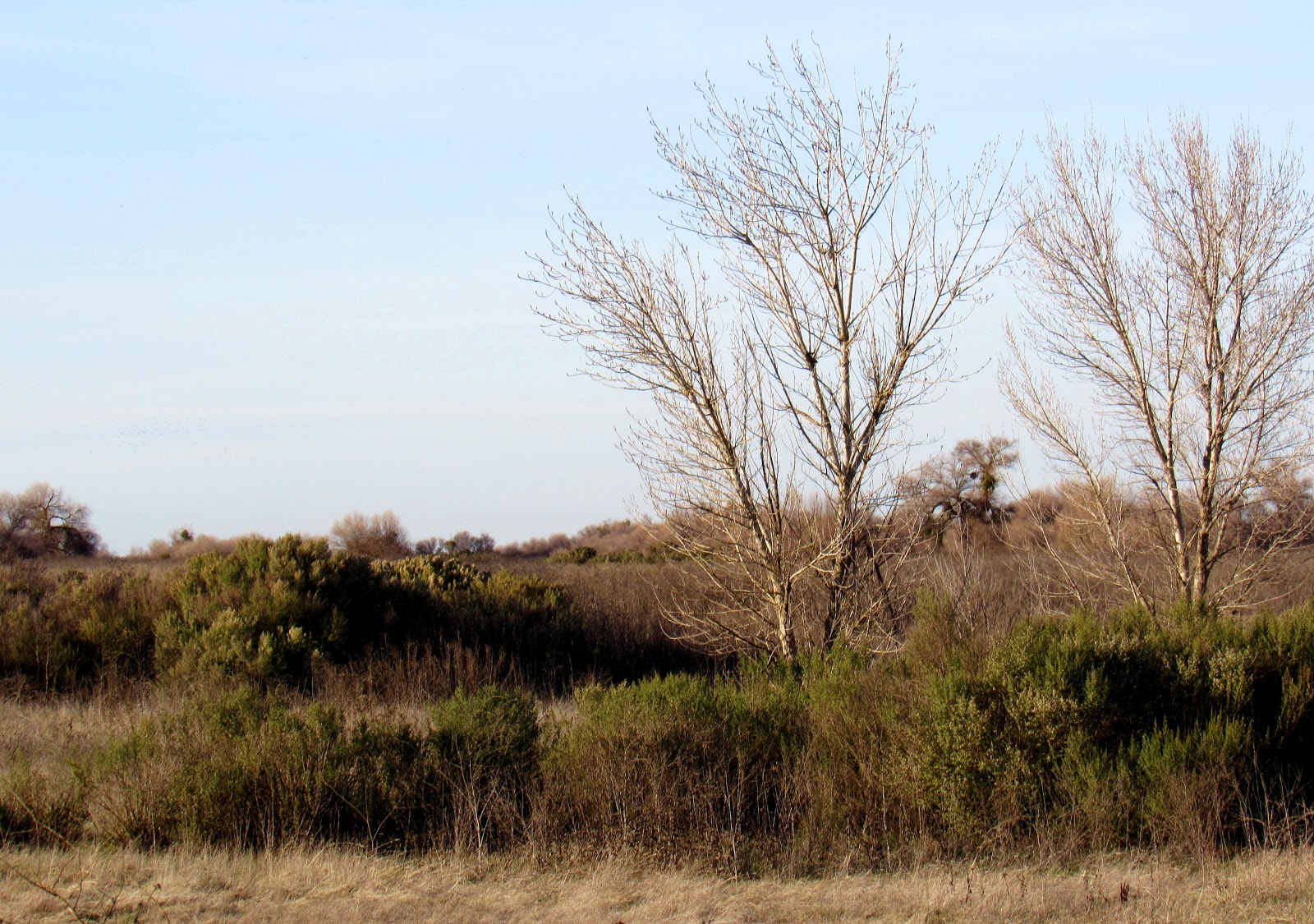 Coyote Brush of California's Coastal Scrub and Chaparral