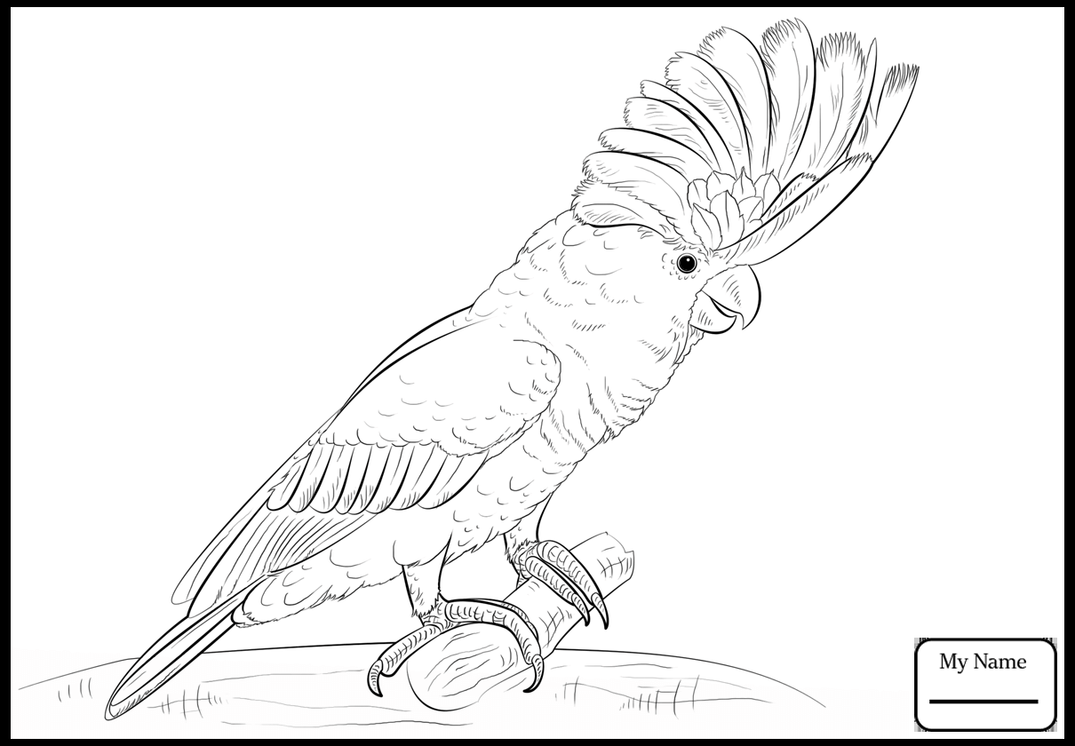 parrots coloring pages - jiahajava