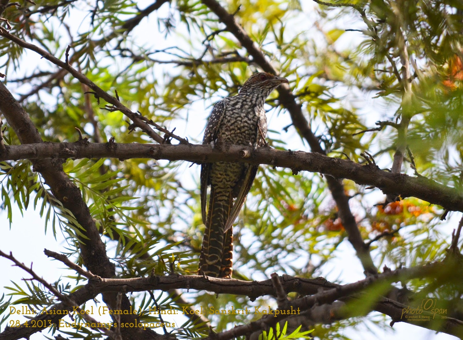 Asian koel (Female): Eudynamys scolopaceus | Photo Span