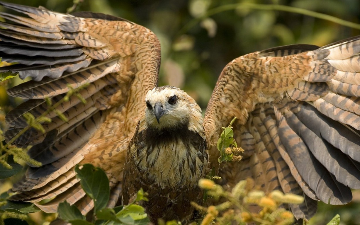 Especies de animales varios