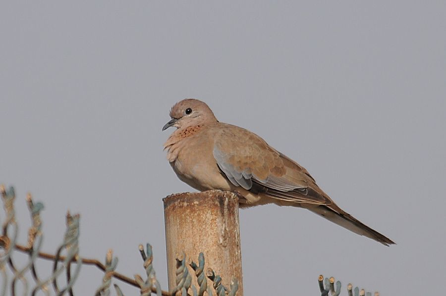 Birds of Saudi Arabia: Breeding Namaqua Dove - Dhahran Hills