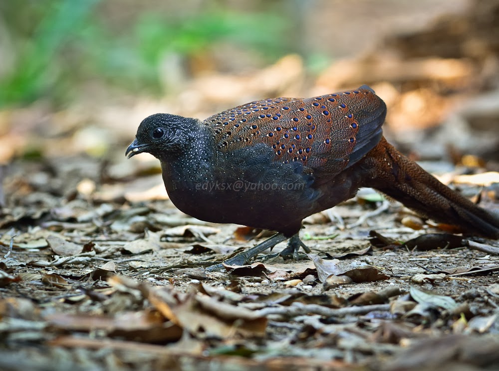 ksxbirds photography