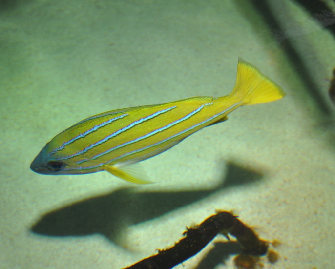 ZOOTOGRAFIANDO (6.100 ANIMALS): PERCA MARINA DE RAYAS AZULES / BLUE ...