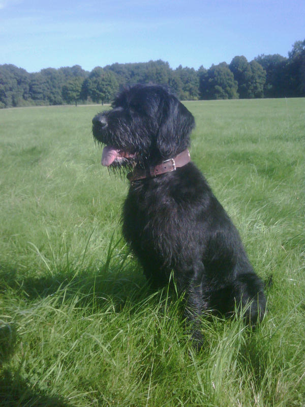 Musings of a Biologist and Dog Lover: Unusual Breed: Pudelpointer