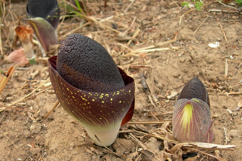 Hamparan Seni: Bunga Bangkai Amorphophallus