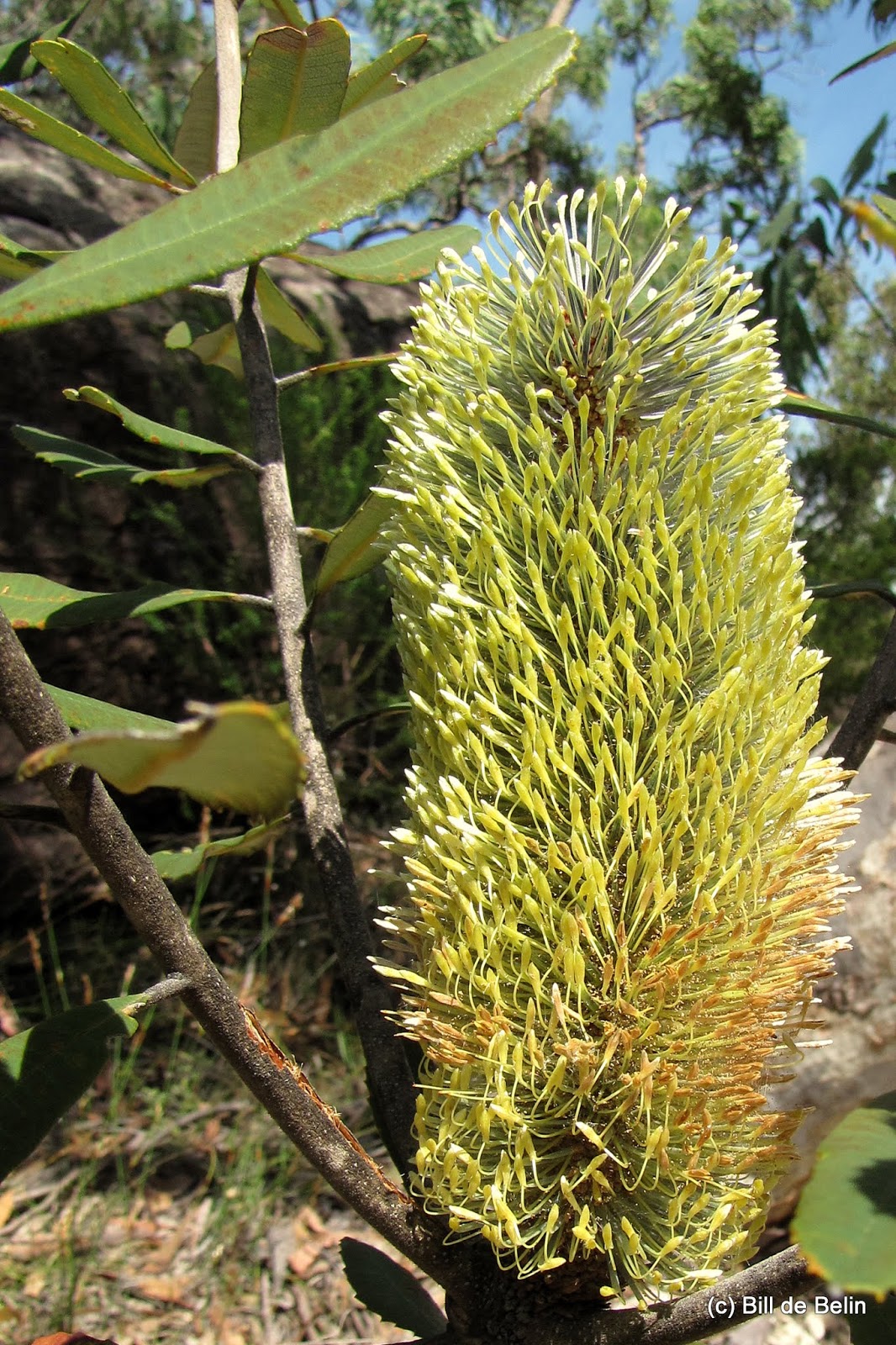 Sydney's Wildflowers and Native Plants: Banksia oblongifolia - Fern ...