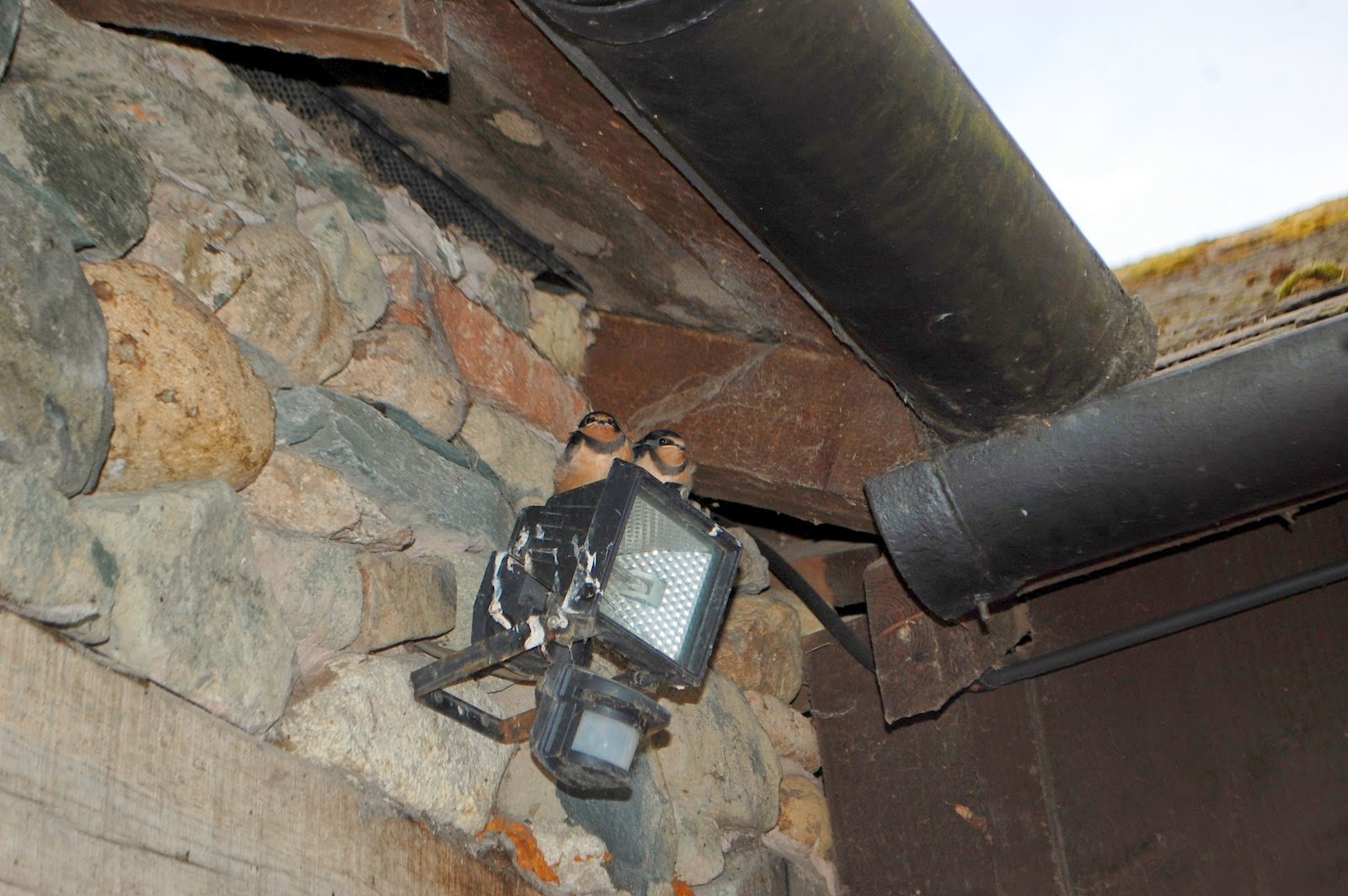 Ranger Roy National Trust: Wildlife at Bowe Barn