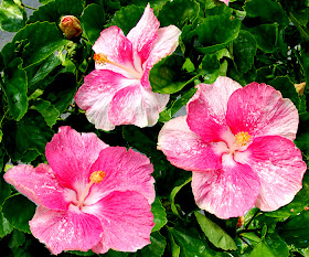 Bunga Raya - Bunga Kebangsaan Malaysia - Relaks Minda