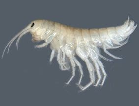 Variety of Life: Crangonyctoidea