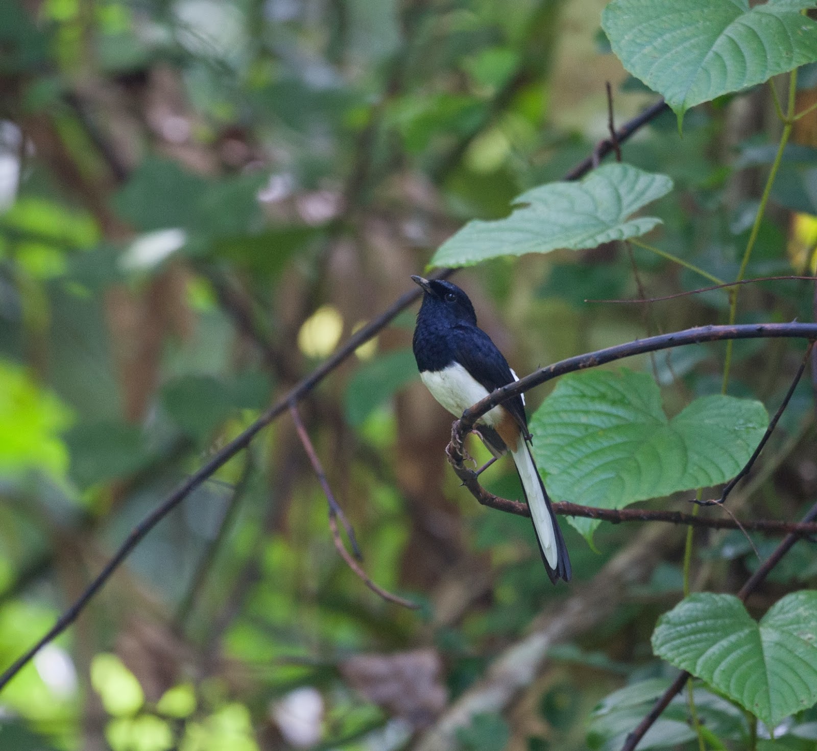 Garden Birds and other sightings...: The Andaman and Nicobar Islands ...