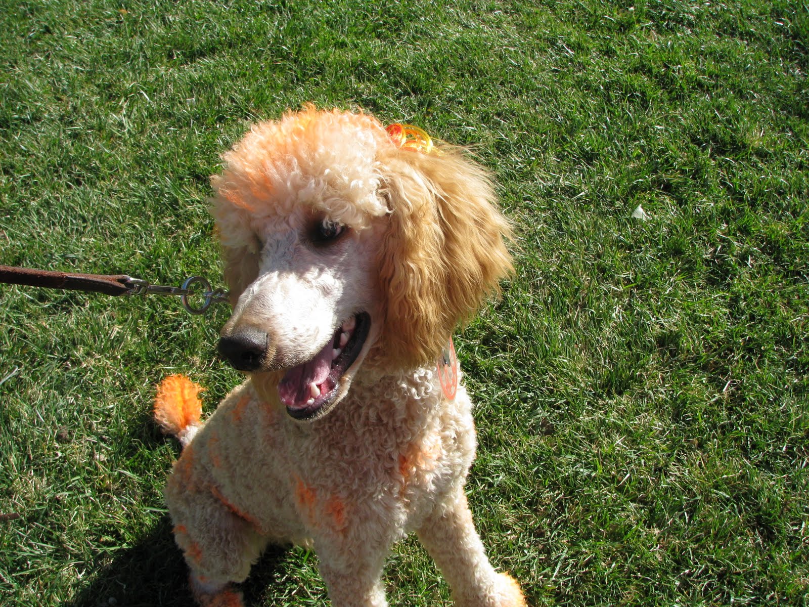 Bufarinaroo: MS Walk 2011 & Team Orange Poodle