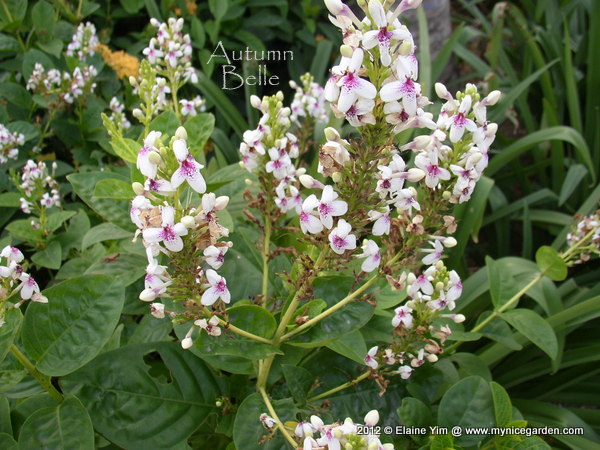 My Tropical Plants Finder: Pseuderanthemum carruthersii var ...
