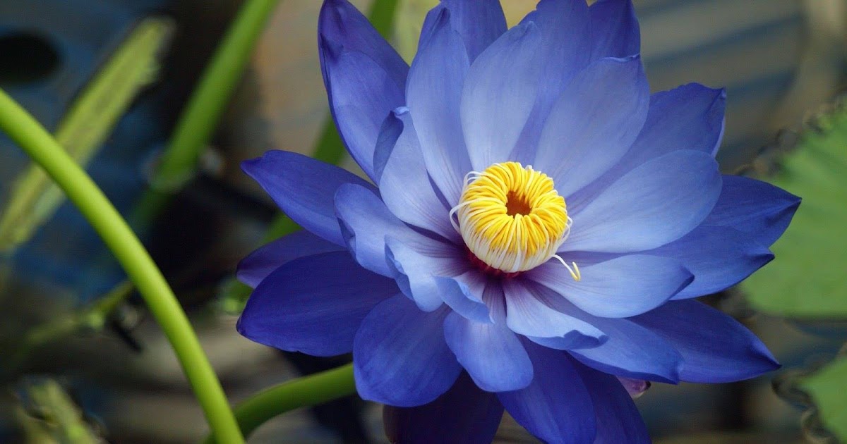 The Nicest Pictures: Nelumbo Nucifera