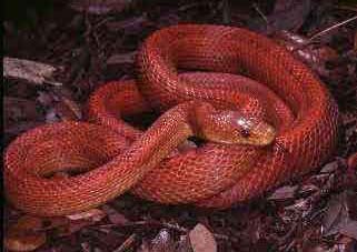 SERPIENTE RATONERA EVERGLADES - MASCOTAS EXÓTICAS Y MÁS