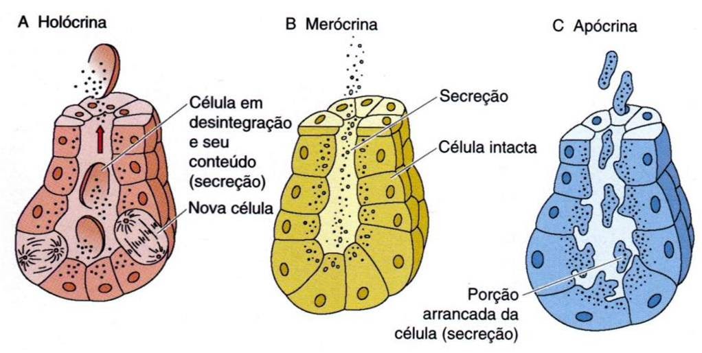 HISTOLOGIA E EMBRIOLOGIA: HISTOLOGIA: SISTEMA EXÓCRINO