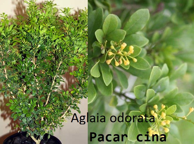 TOGA - Khasiat, Manfaat dan Penggunaan DAUN PACAR CINA - AGLAIA ...