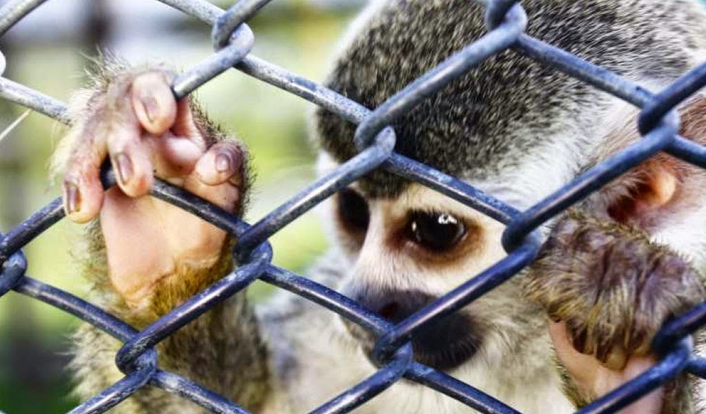 Aquí hay gato encerrado: Se dispara tráfico de animales exóticos en el país
