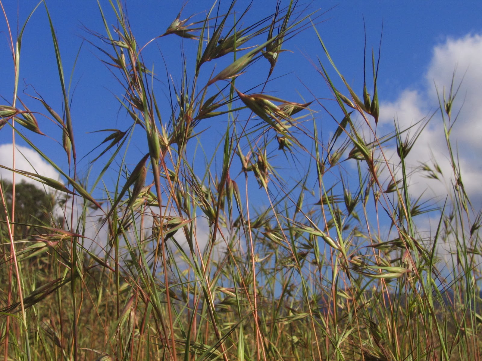 Morgan Plant Ecology Blog: Kangaroo Grass; Rooigrass; Red Grass