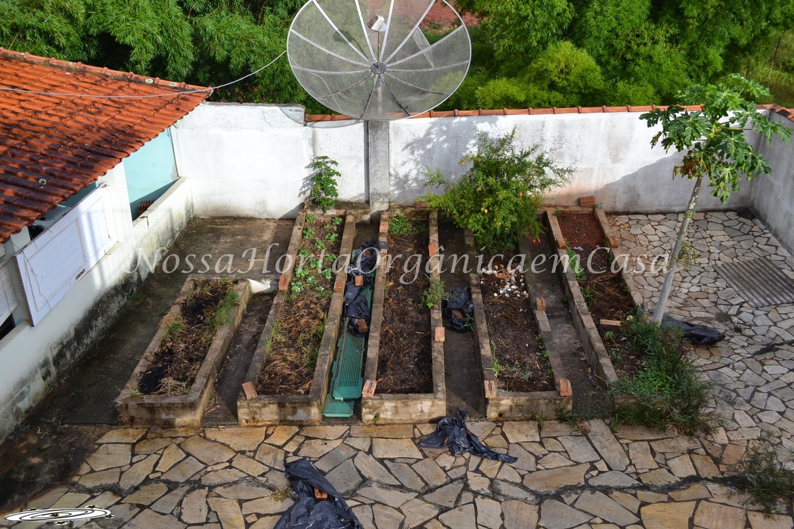 Nossa Horta orgânica em casa