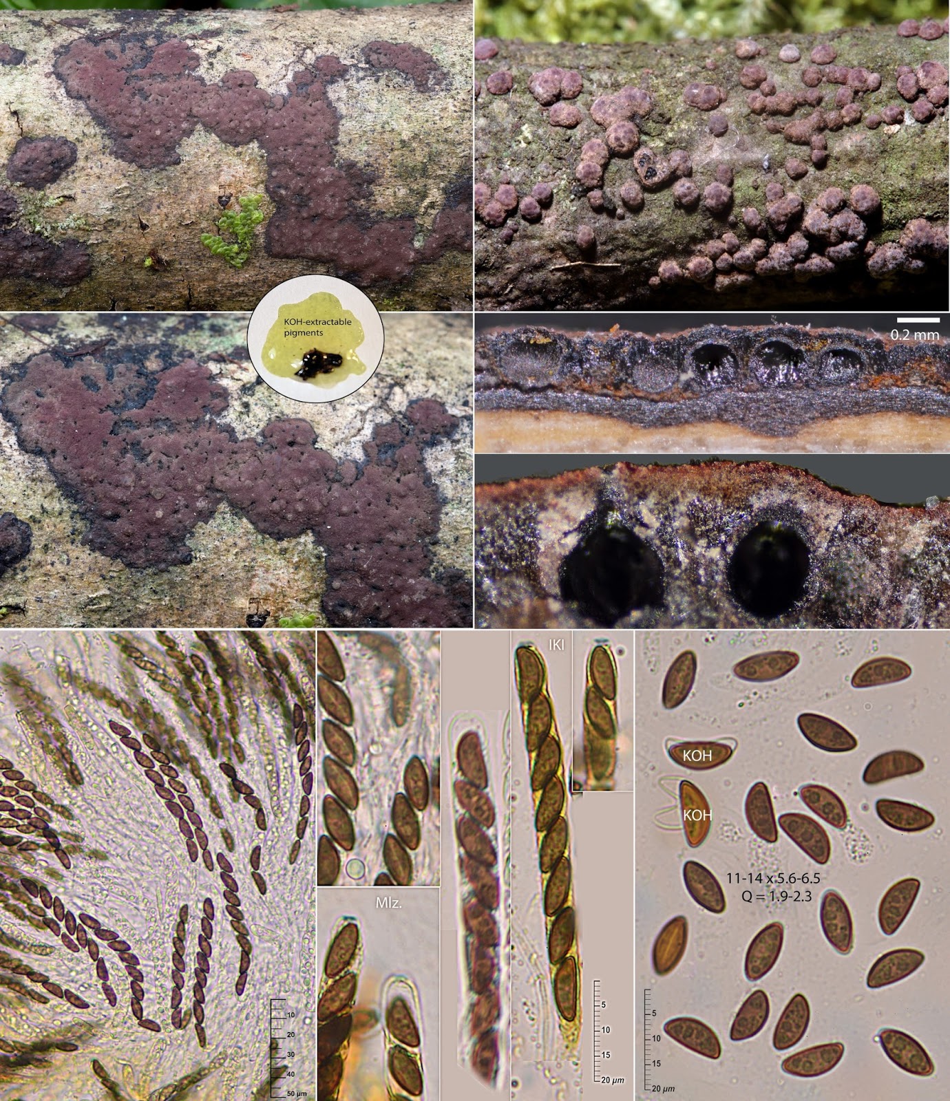 Hypoxylon fuscum (Pers.) Fr. • CEMAS Orden Xylariales