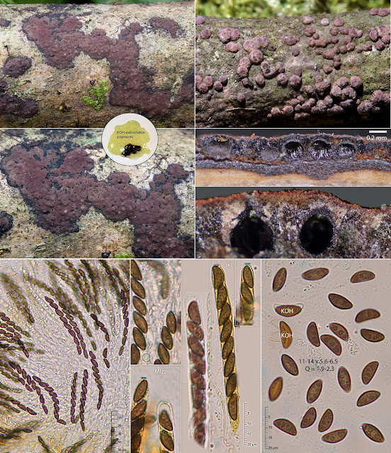 Hypoxylon fuscum (Pers.) Fr. • CEMAS Orden Xylariales