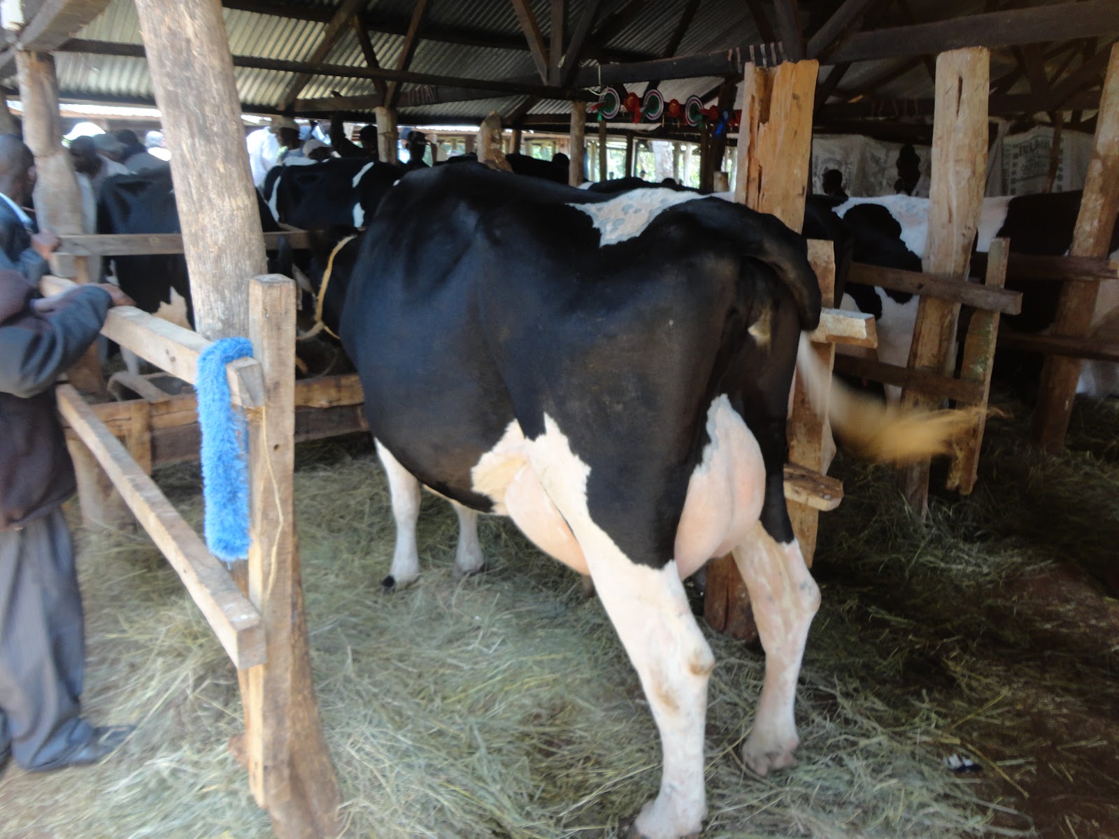 NG'ARUA MAARIFA CENTRE: Lessons from Nyeri agricultural show