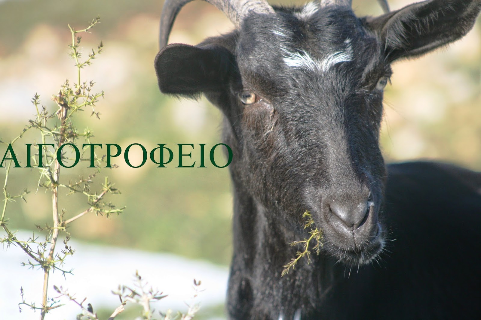 ΑΙΓΟΤΡΟΦΕΙΟ: Φωτογραφιες Αιγων!!!