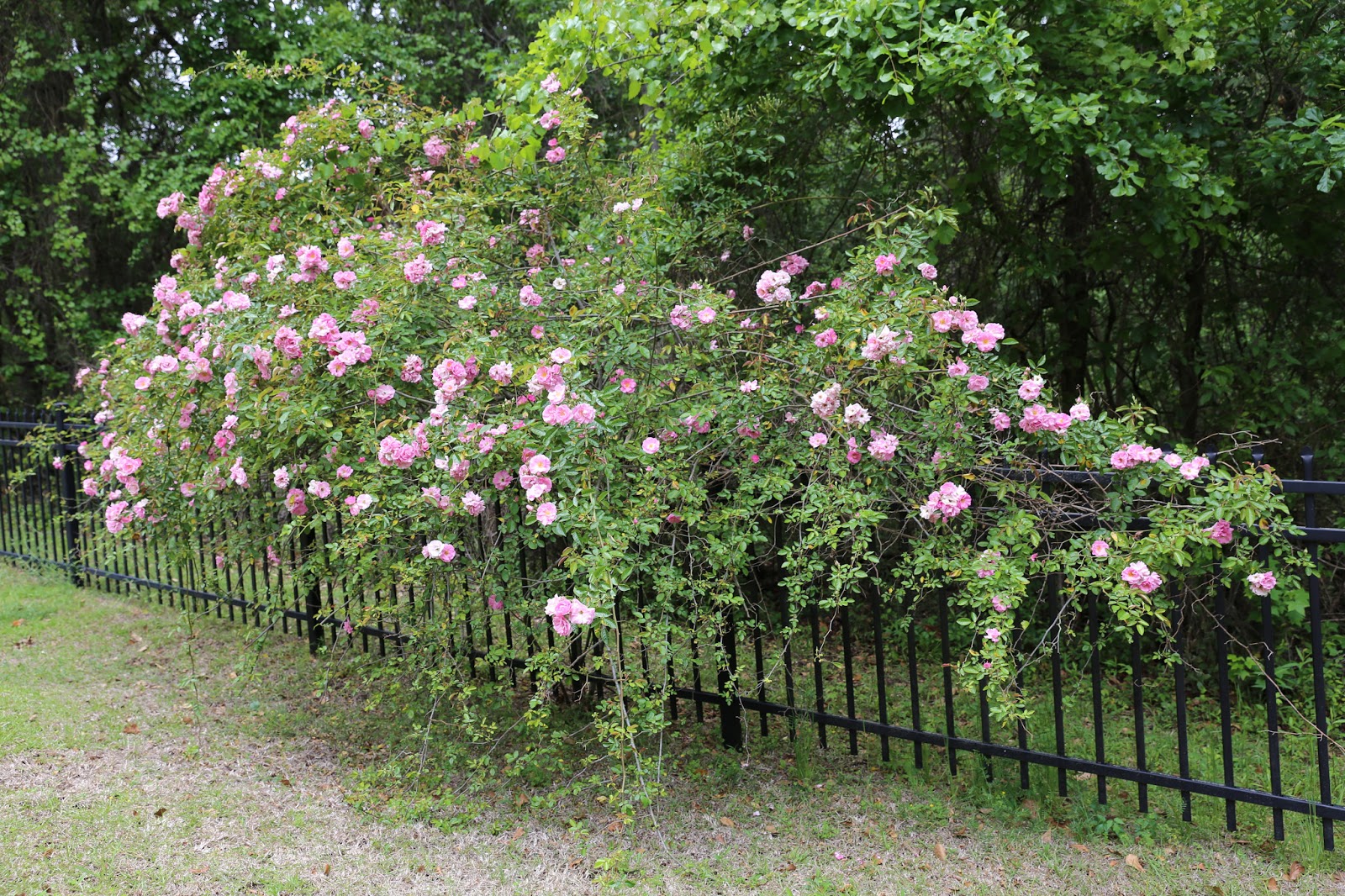 Sweet Southern Days: April 2013