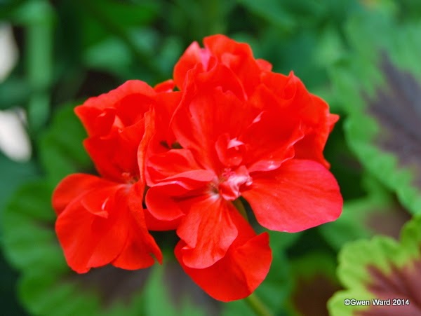 PERFECT PELARGONIUMS: Occold Shield - Dwarf zonal pelargonium & Fibrex ...